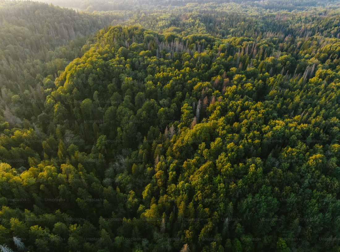 Our Impact on Global Reforestation Efforts by Timely Coffees