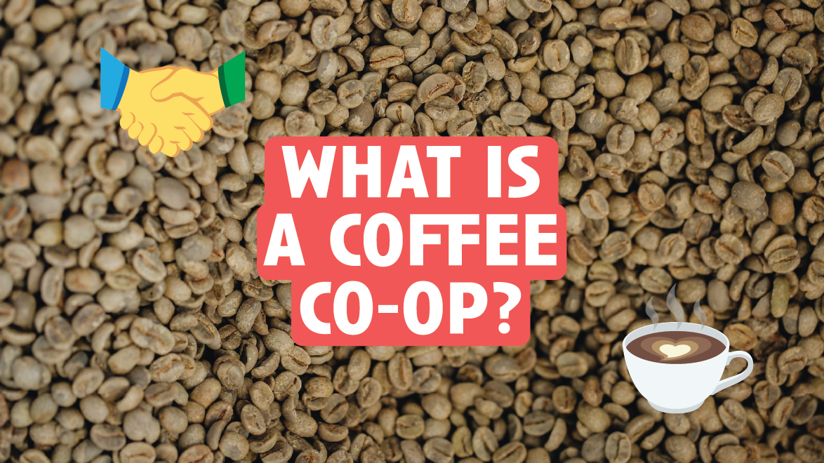 [Video Transcript] What Is a Coffee Co-Op and Why Do They Matter? by ...